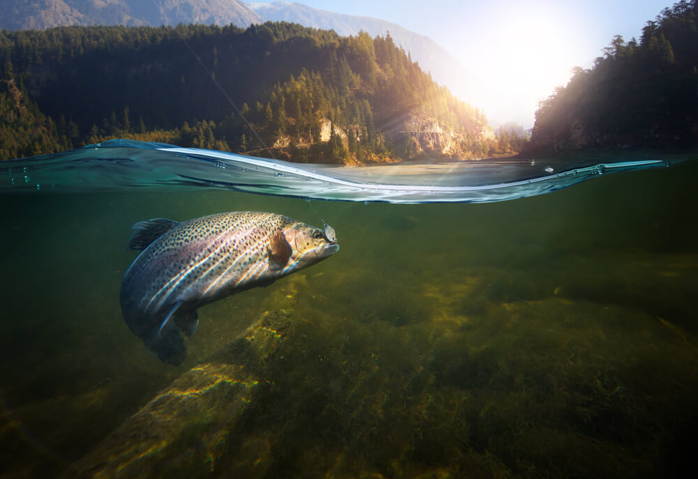 Saviez-vous que les eaux du lac d’Annecy regorgeaient de poissons ...